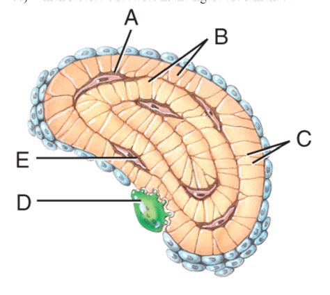 Ch 6 Trabeculae Diagram Diagram Quizlet