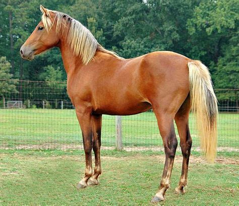 24 Best The Morgan Horse Images Morgan Horse Horses Beautiful Horses