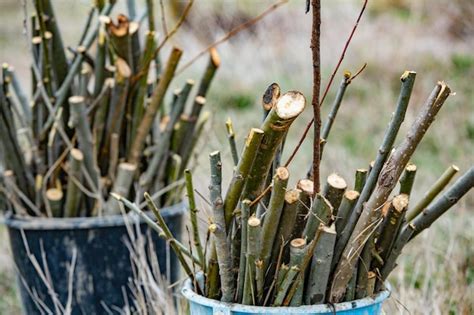Premium Photo Planting Trees Tree Saplings Ready To Be Planted In The Beautiful Forest Care