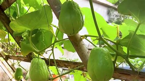 佛手瓜种植技术与栽培管理 三农视频 搜狐视频