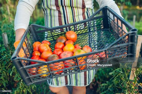 에코 농장에 빨간 토마토상자를 들고 있는 여성 농부 야채의 가을 작물을 수집합니다 농업 원예 가을에 대한 스톡 사진 및 기타 이미지 Istock