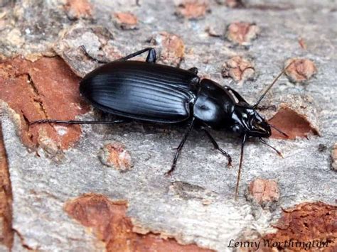 Wood Roaches A Complete Guide Pestseek