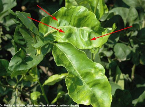 Citrus Chlorotic Dwarf Virus Warners Tree Surgery 480 969 8808