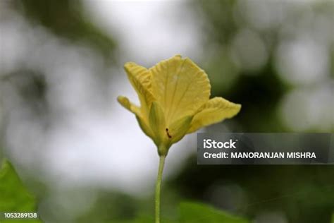 비터 멜론 쓴 맛 조롱 박 또는 봉 선화배 고 야의 아름 다운 노란 꽃은 가족 Cucurbitaceaesmooth의 열 대와 아열대 포도 나무와 녹색 배경 근접 촬영 0명에