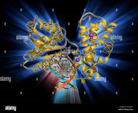 Human Dna Polymerase Structure