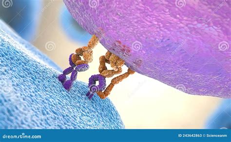 Meeting Of B Cell And Antigen Stock Illustration Illustration Of