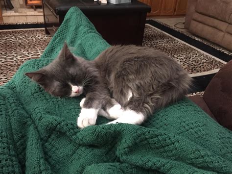 Reddit Meet Pixie Aww