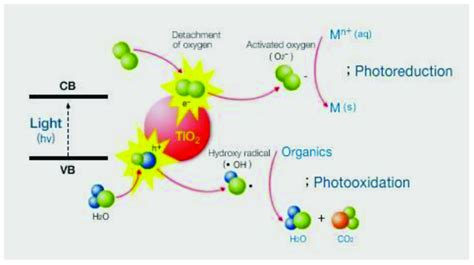 Photocatalytic Oxidation Reduction Process On Tio 2 Semiconductor Download Scientific Diagram