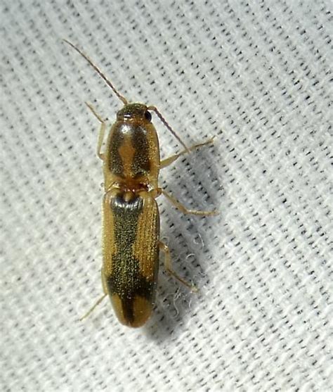 Tobacco Wireworm Monocrepidius Vespertinus Bugguide Net