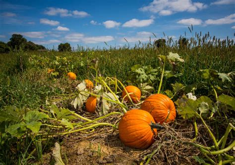 How To Grow Pumpkins From Seed Best Tips And Tricks