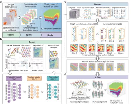 Spacel：基于深度学习的空间转录组架构表征 Nature Communications X Mol