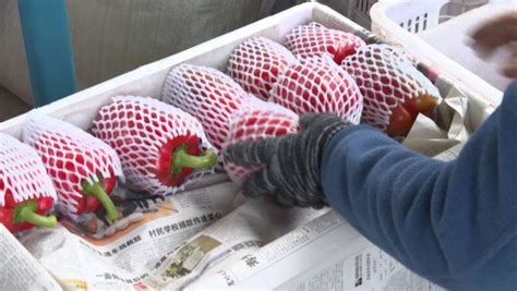 彩椒喜获丰收 走俏市场销售旺