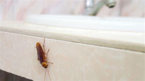 Roach Extermination Super D Pest Control