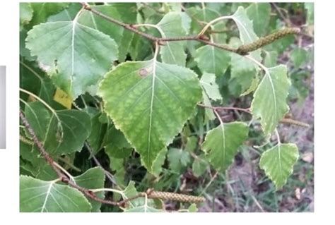 Trees Flashcards Quizlet