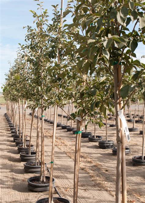 Accolade™ Elm Tree Garden Gate Nursery