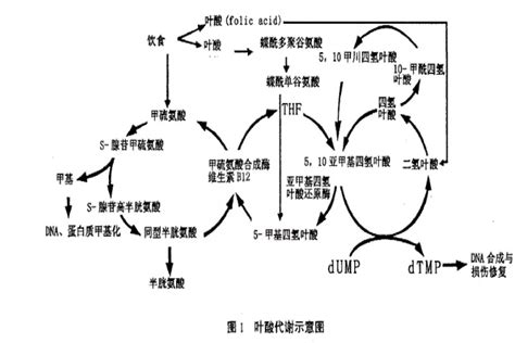 如何科学补充叶酸