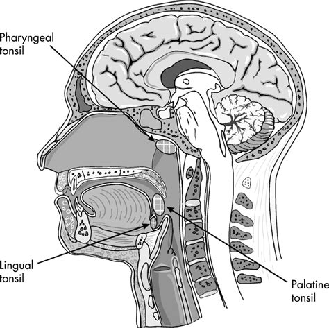 Lingual Tonsil Diagram