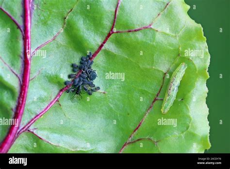 Tiny Parasitoid Wasp That Use Aphids As Their Hosts Aphidiidae