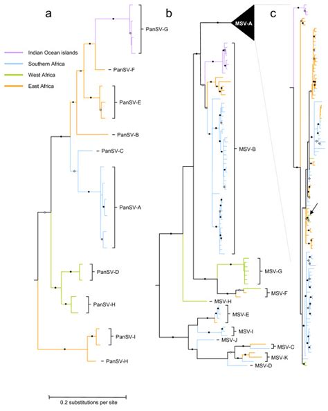 Maximum Likelihood Phylogenetic Trees Best Fit Nucleotide Substitution