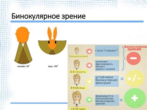Бинокулярное зрение презентация онлайн