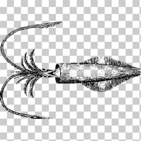 Free Svg Squid Illustration Nohatcc Free Svg Squid Illustration Nohatcc