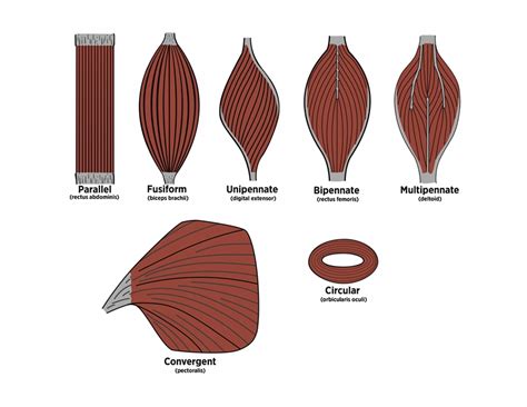 Unipennate Muscle