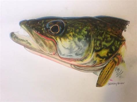 Colored Pencil Walleye Original 13 5x17 Lapices De Colores