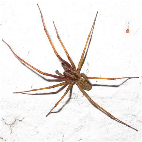 Bugblog Dapper Spider