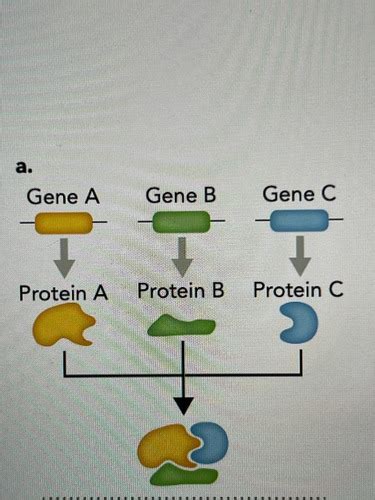 Proteins Flashcards Quizlet