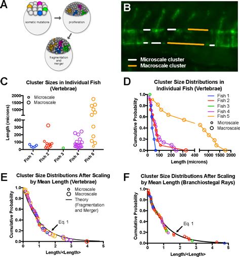 Figure 2 From Decoding G0 Somatic Mutants Through Deep Phenotyping And
