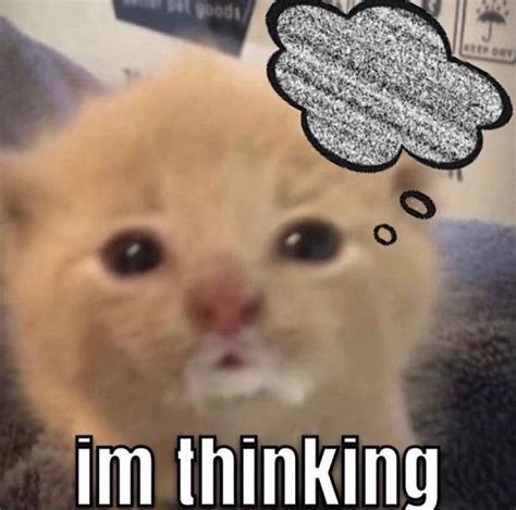 30 Cat Memes That Are Basically You In Furry Form Animals