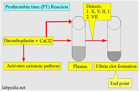 Prothrombin Time Pt