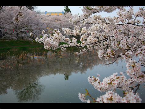 外堀に咲く桜