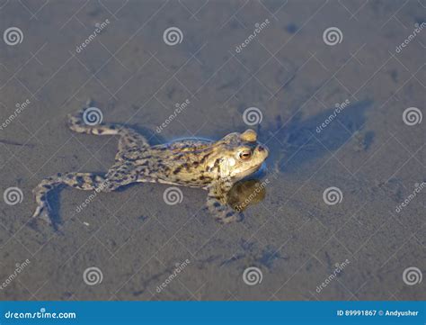 Scaling Reservoir Stock Image Image Of Cold Park Moorland 89991867