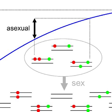 A Genetic Interpretation Of The Effect Of Sex On The Fitness Of