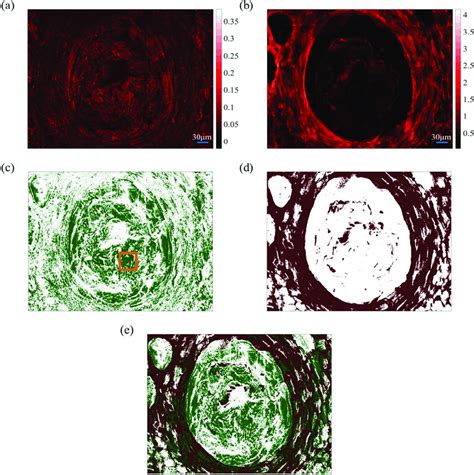 Multimodal Nonlinear Optical Imaging Of Vessel Structure A Cars Download Scientific Diagram