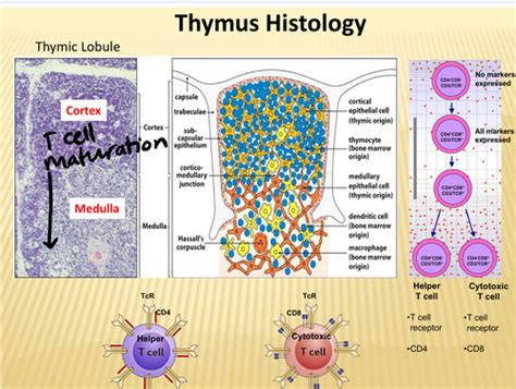 T Cell Flashcards Quizlet