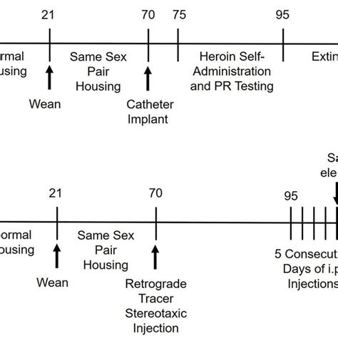 A Timeline Of Experimental Procedures For A Experiment 1 And B