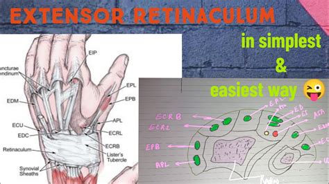 Anatomy Short Note About Extensor Retinaculum Youtube