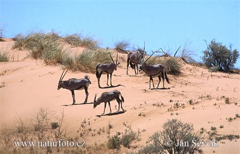 Órice De El Cabo Fotos Fotografía