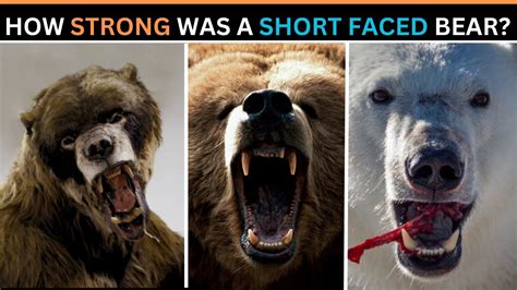 How Strong Was A Short Faced Bear Compared To Modern Bears Youtube