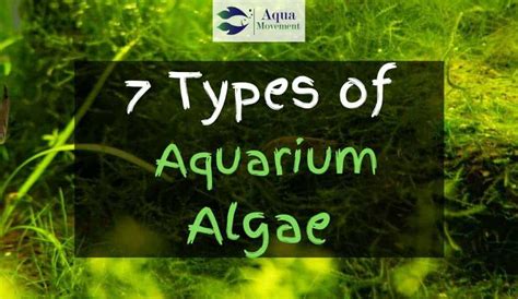 7 Aquarium Algae Types With Pictures Aqua Movement