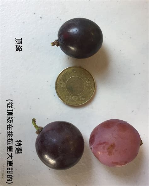 水之鄉巨峰葡萄 特選 2 5KG 立即購買 水之鄉農場