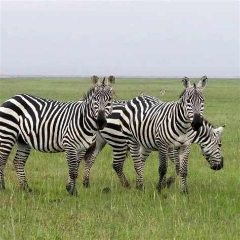 Grants Zebra Facts Diet Habitat And Pictures On Animaliabio
