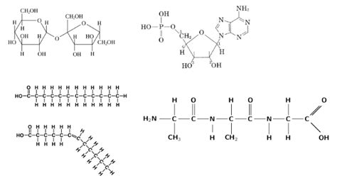 Structure Of Macromolecules Review Diagram Quizlet