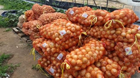 양파 저장 방법이에요~ 네이버 블로그