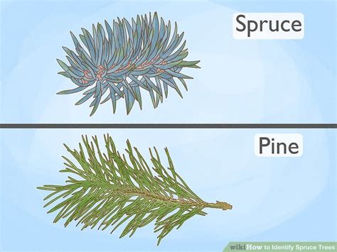 Ways To Identify Spruce Trees WikiHow