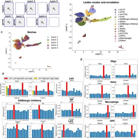 Results On Mouse Brain Cortex Dataset A Layout Of Input Data Matrices