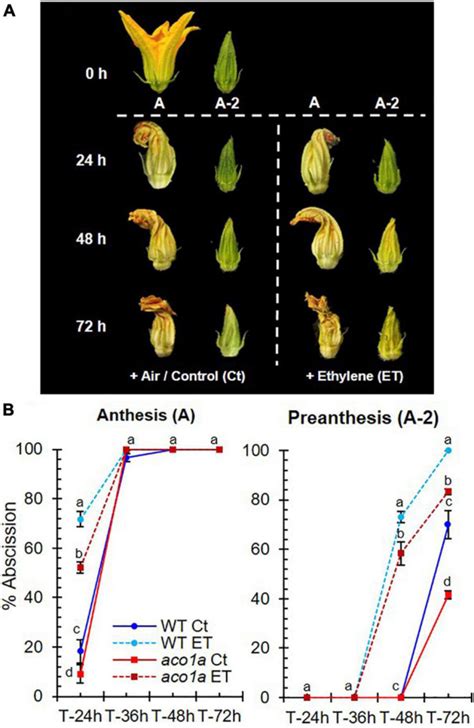 The Ethylene Biosynthesis Gene Cpaco1a A New Player In The Regulation Of Sex Determination And