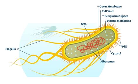 Escherichia Coli Escherichia Coli An Overview Of Main Characteristics